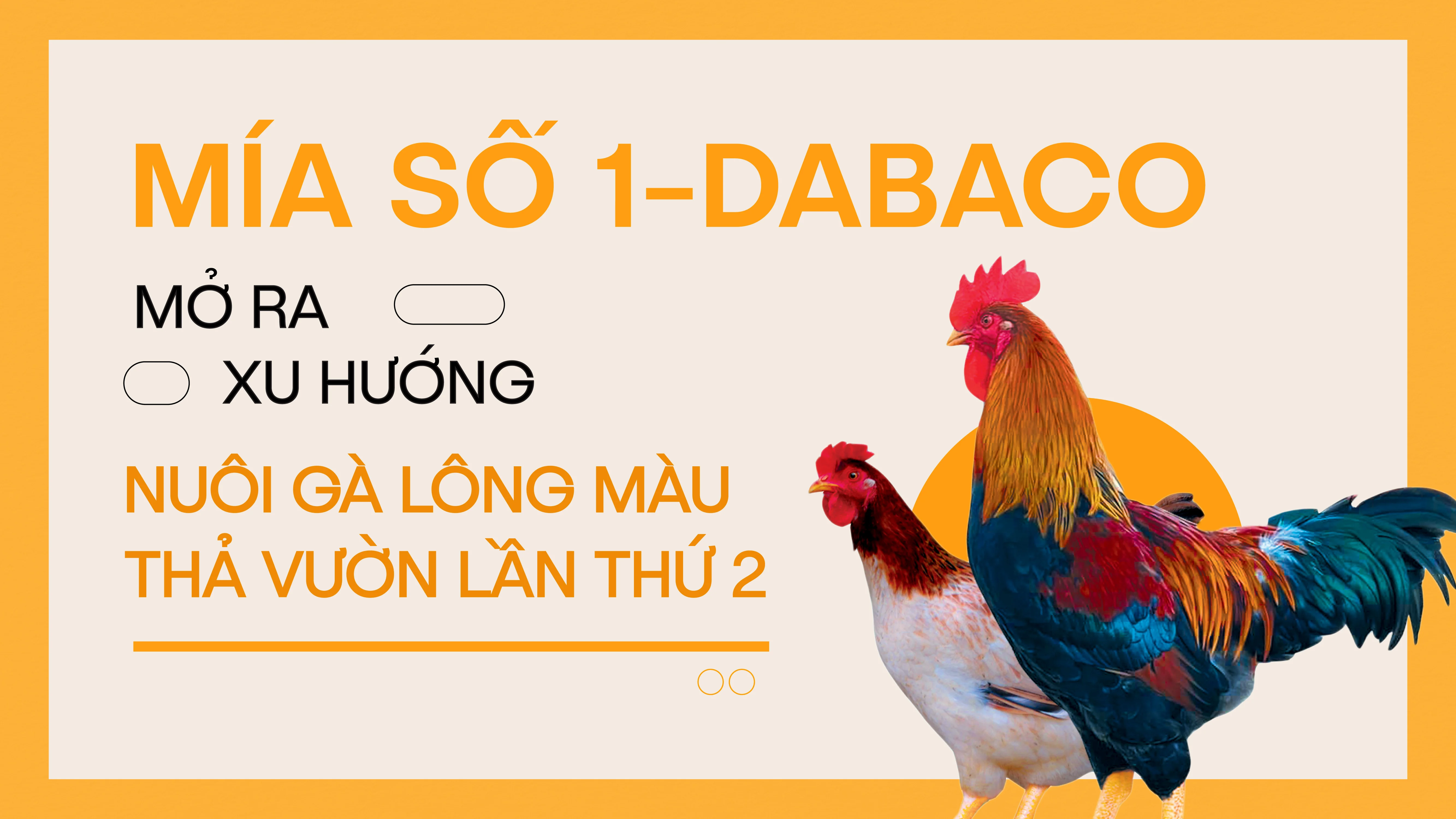 Mía số 1-Dabaco mở ra xu hướng nuôi gà lông màu thả vườn lần thứ 2